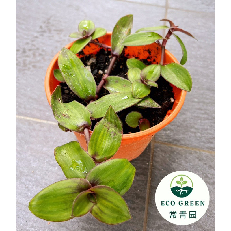Wandering Jew Plant/anak pokok telinga kera/水龟草苗 | Shopee Malaysia