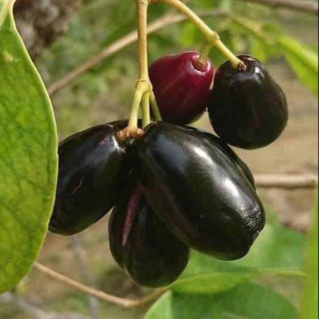 POKOK JAMBU ARANG HYBRID | Shopee Malaysia