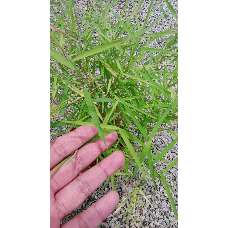Pokok buluh perindu pokok hiasan | Shopee Malaysia