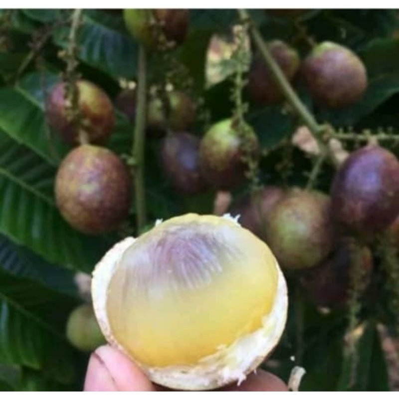 Promosi!!!! Pokok Matoa/ Kristal / Longan Brazil 2kaki | Shopee Malaysia