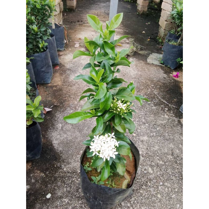 Pokok Bunga Exora / Jejarum Putih | Shopee Malaysia