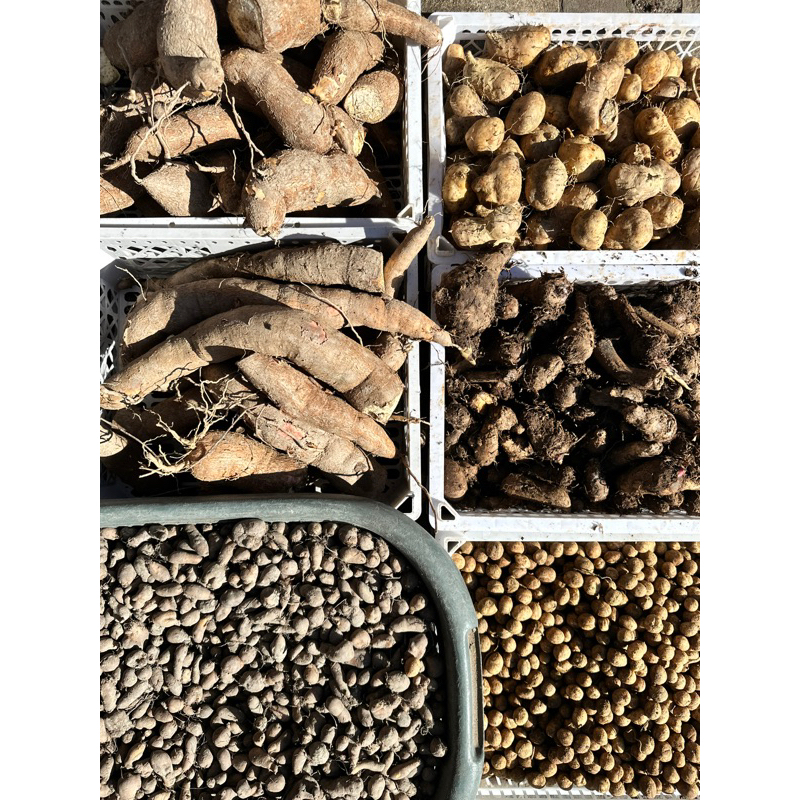 1KG PELBAGAI JENIS UBI ADA | UBI KAYU | UBI KELING | UBI ITIK | UBI ...