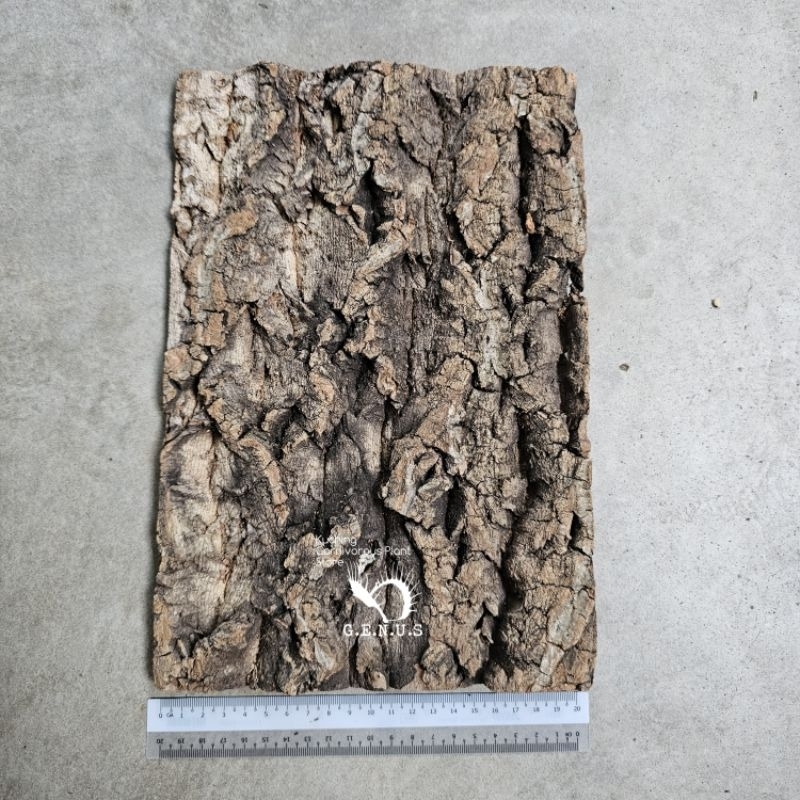 Cork Bark Slab 软木树皮 ( mounting Stag horn orchid epiphytes 鹿角蕨上板 兰花 ...