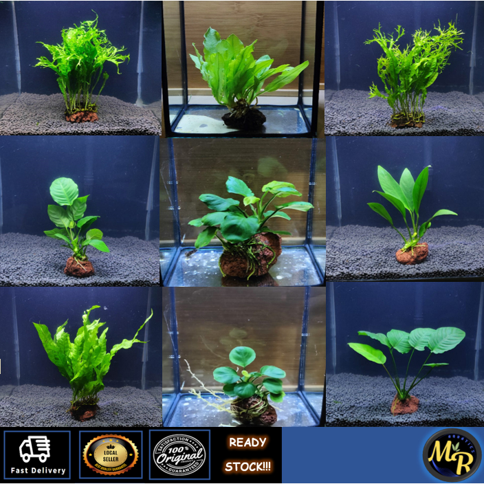 🔥Buy 3 Free 1🔥 Anubias on Rock (Anubias Nana/Anubias Barteri/Java Fern ...
