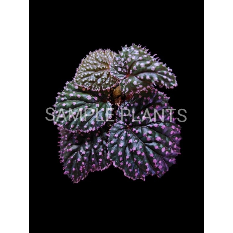 Begonia ocellata (SuperRare) | Shopee Malaysia