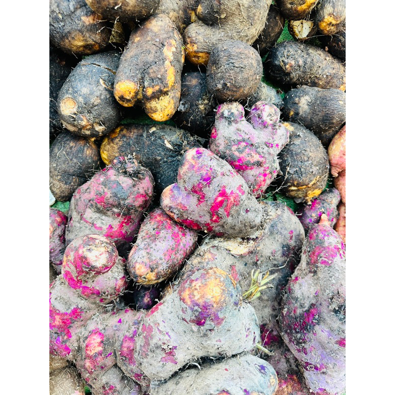 1KG UBI BADAK | PUTIH | UBI BADAK PURPLE | UBI MUSIM TENGKUJUH | Shopee ...
