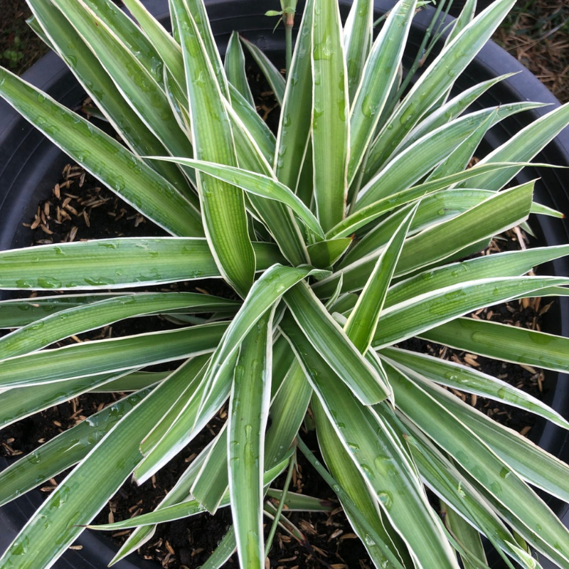 【live Plant - Indoor / Outdoor Plant】Chlorophytum Comosum Spider Plant ...