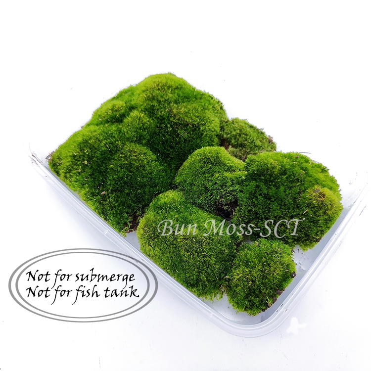 Miniature Moss/Bun Moss微型苔藓/ terrarium/ paludarium/Vivarium/moss ...