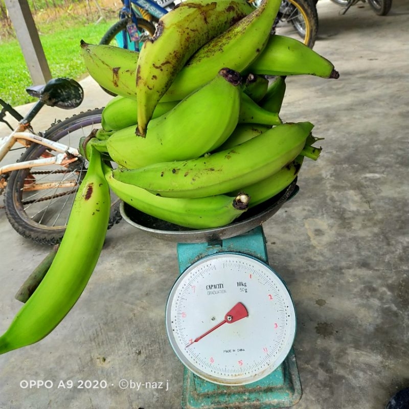 benih anak Pisang tanduk (helang) | Shopee Malaysia