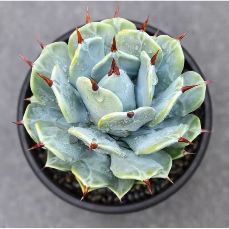 GEM Succulent Plant 一本刺agave spineless 龙舌兰植物 | Shopee Malaysia