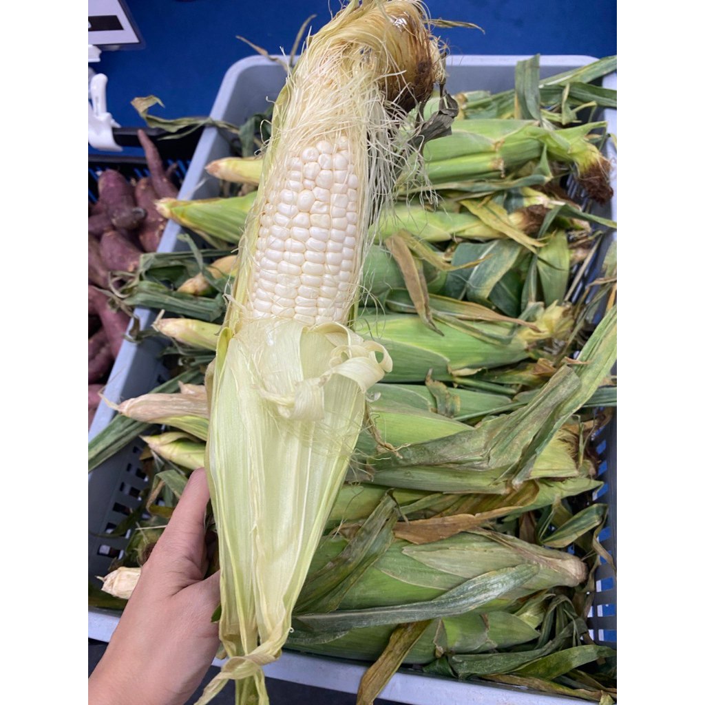 Jagung Susu Gred Manis Cameron Highlands Original 100% Gred | Shopee ...