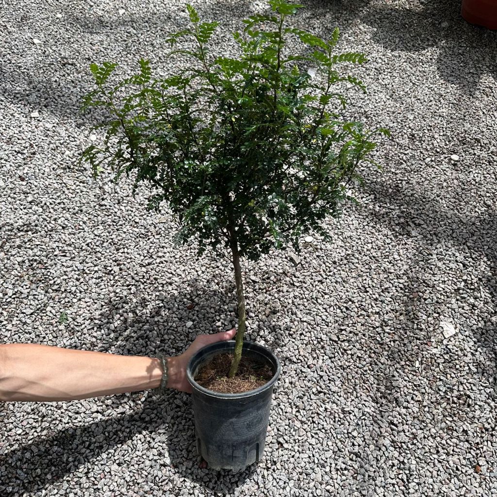 GPS Green Plant Society Live plant Zanthoxylum Piperitum Japanese ...