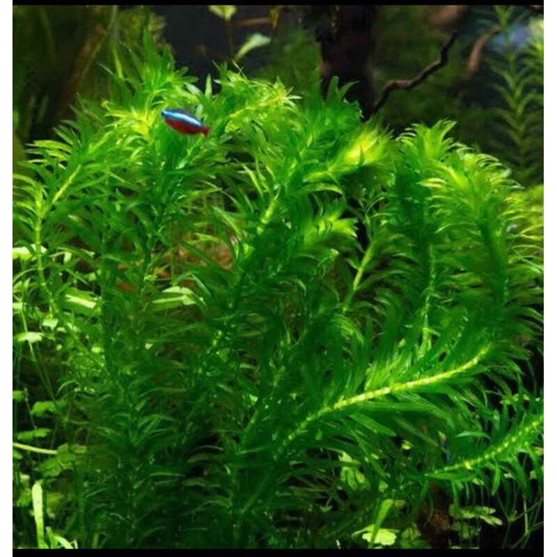 Water Plant Cabomba / Hydrilla for Fish Breeding Aquarium/Pond ...