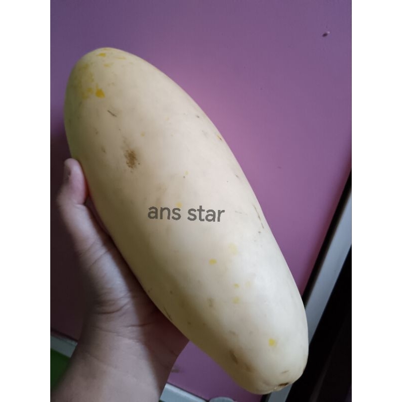 Biji Benih Timun Betik/Timun Susu/Timun Suri/Blengko | Shopee Malaysia