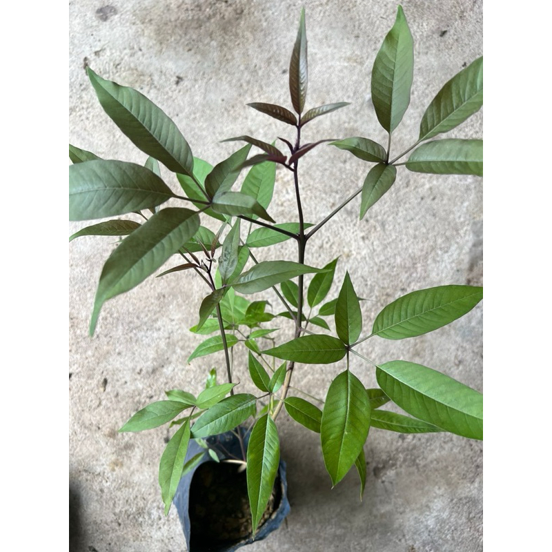Daun Lemuni Hitam daun ibu berpantang | Shopee Malaysia