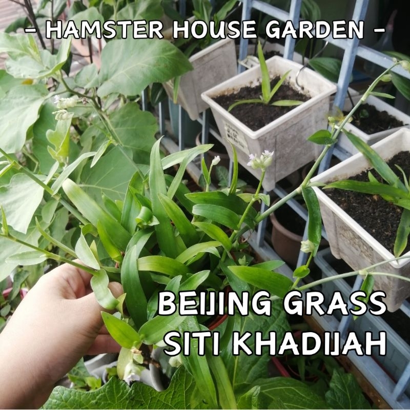 HSK [1 Pot] ANAK POKOK RUMPUT SITI KHADIJAH | BEIJING GRASS | LIVE ...