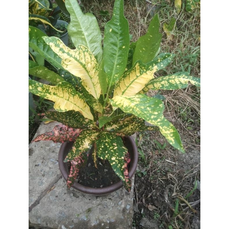 PUDING SHARIFAH AINI CROTON LIVE PLANT POKOK HIDUP | Shopee Malaysia