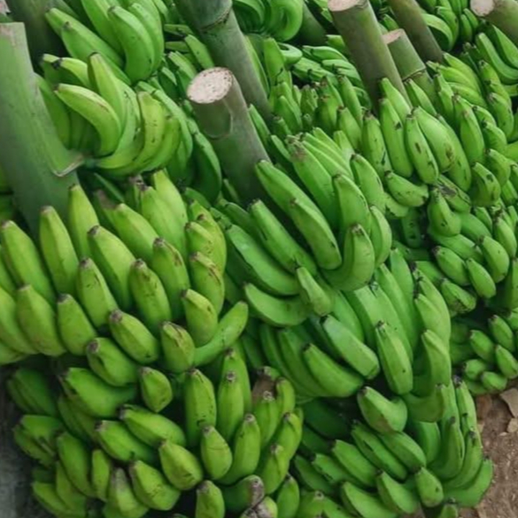 BAJA POKOK PISANG ( BUAH BERAT ) 1.5KG PEK JIMAT | Shopee Malaysia