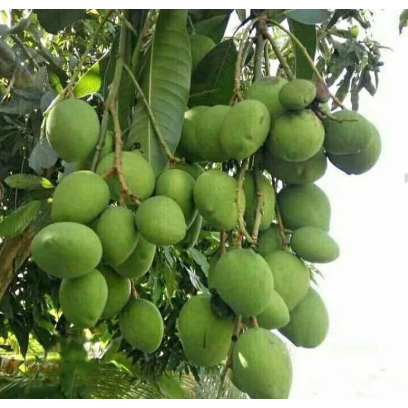 Anak Pokok Buah Mempelam/Mangga Telur dalam polybag.. | Shopee Malaysia