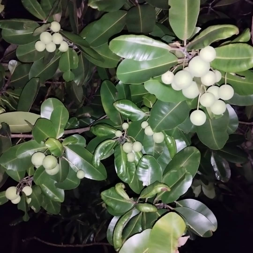 Daun dan Buah Bintangor laut @ penaga laut | Shopee Malaysia