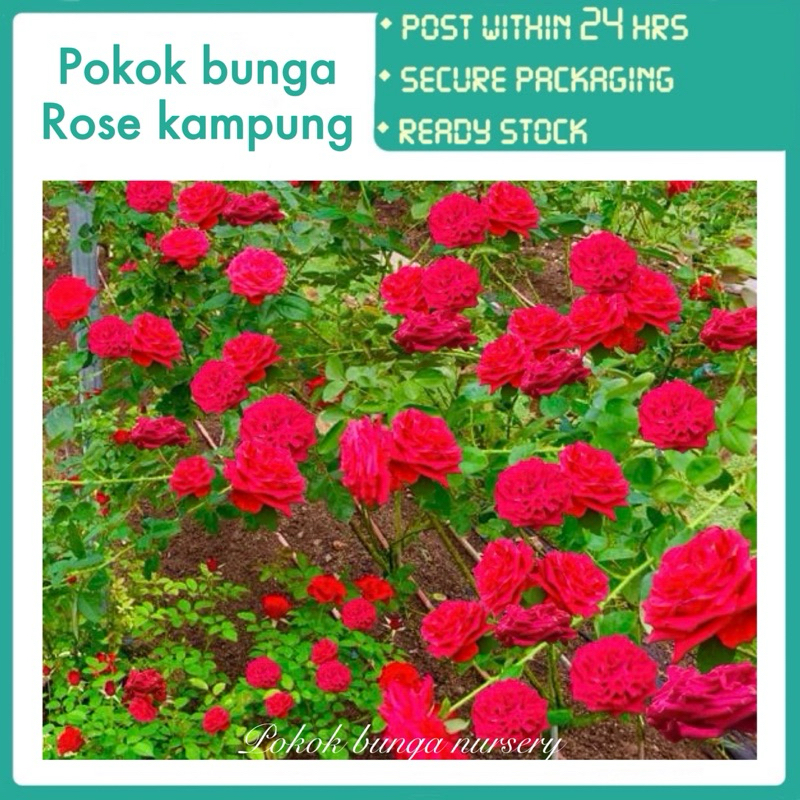 PBN - Pokok bunga rose kampung - tahan panas bunga mawar rajin berbunga Pokok nursery garden ...