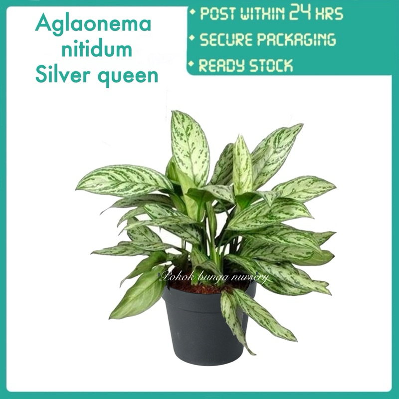 PBN - aglaonema nitidum silver queen - keladi evergreen indoor outdoor ...