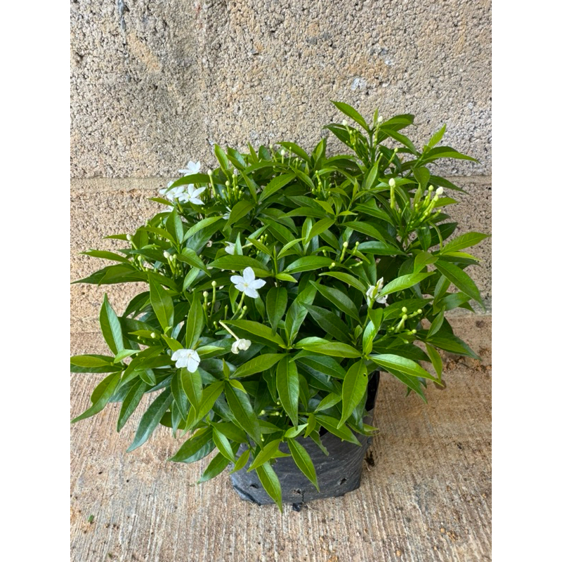 [Plant House] Jasmine Polyanthum | White Jasmine 25cm | Shopee Malaysia