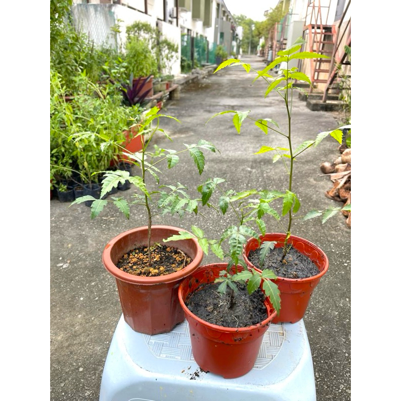 POKOK SEMAMBU / Neem Tree / Neem Leave / Daun Mambu / Azadirachta ...