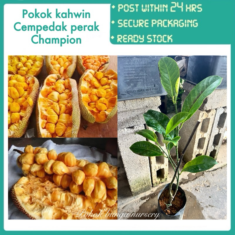 PBN - pokok kahwin Cempedak perak champion - buah fruit sapling outdoor ...