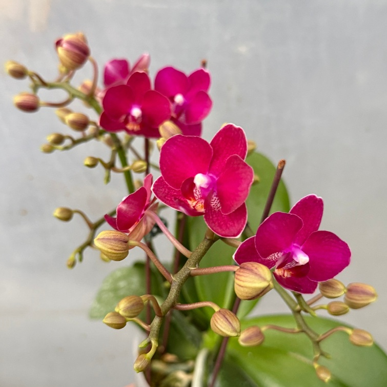 Phalaenopsis Round Deep Red | Mini Moth Orchid | Shopee Malaysia