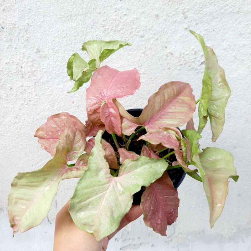 Syngonium Neon Robusta 12 cm pot Live Plant Pink Indoor Plant | Shopee ...