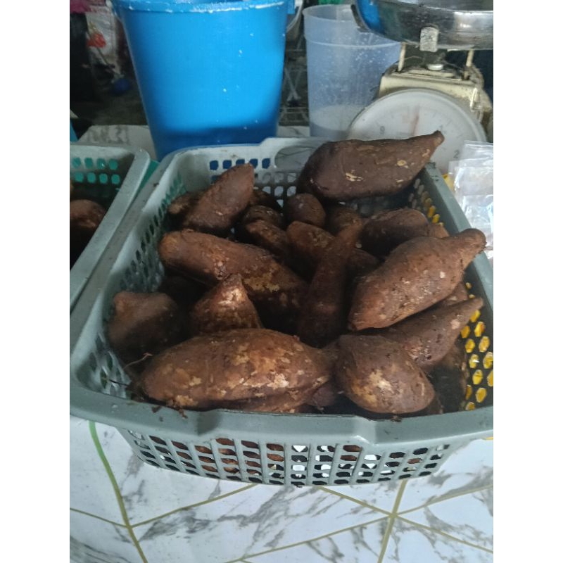 fresh ubi yacon 1kg.. | Shopee Malaysia