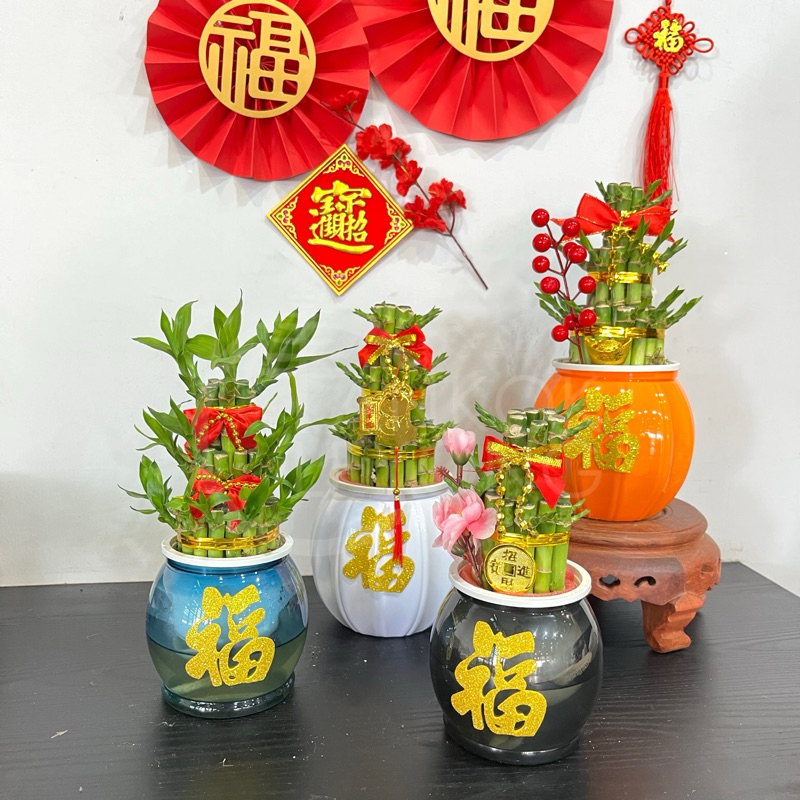 TKL - 🐍CNY 2025🐍Lucky Plant Bamboo Great Growing Bamboo FengShui 🐍蛇年吉祥栽 ...