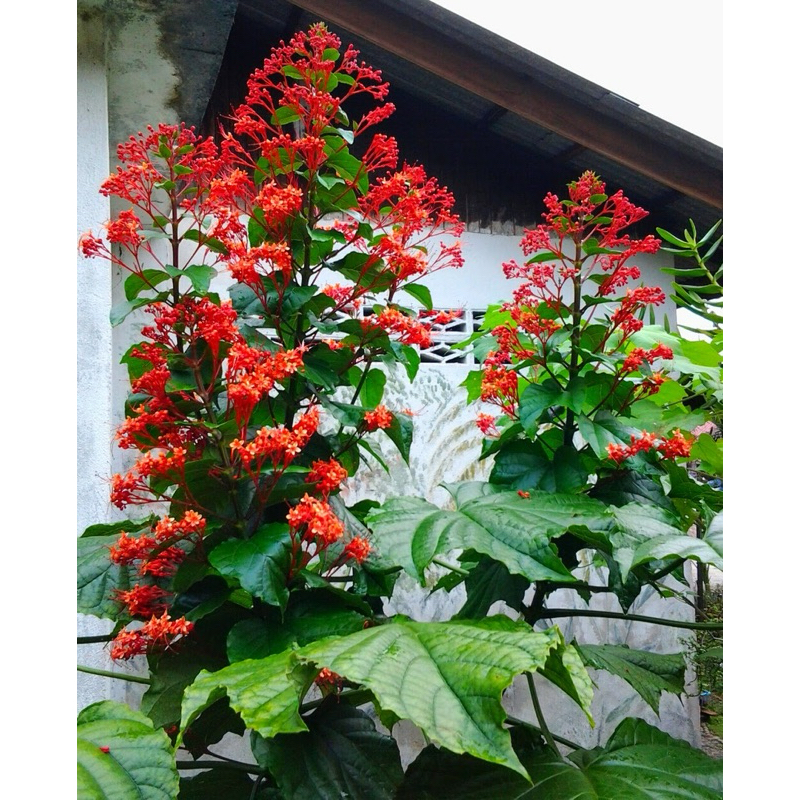 Pokok Pagoda Merah , bunganya sangat besar dan tahan lama / ( pokok ...