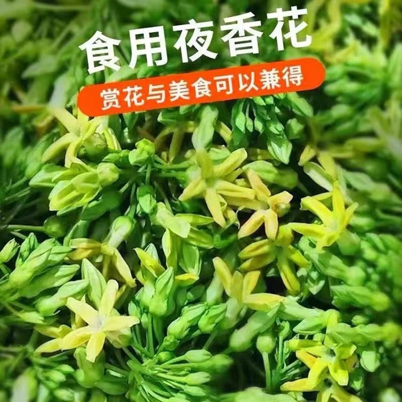 食用夜香花苗 夜来香苗 Bunga Tongkeng plant Tonkin Jasmine plant Telosma cordata ...