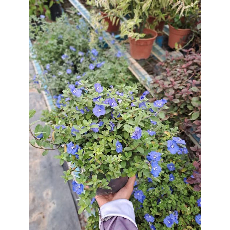 Bunga Blue daze / blue diamond | Shopee Malaysia