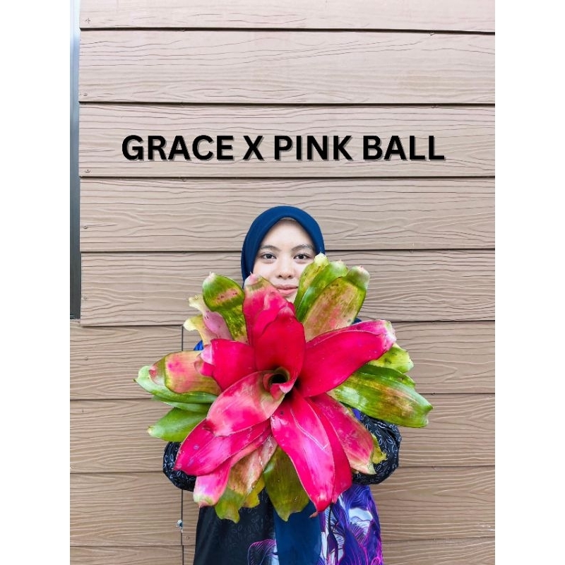 BUNGA BROMELIAD GRACE X PINK BALL | Shopee Malaysia