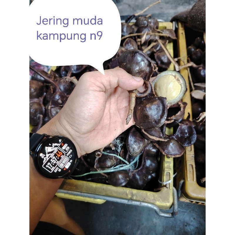jengkol muda/jering muda kampung/tempatan 500gram | Shopee Malaysia