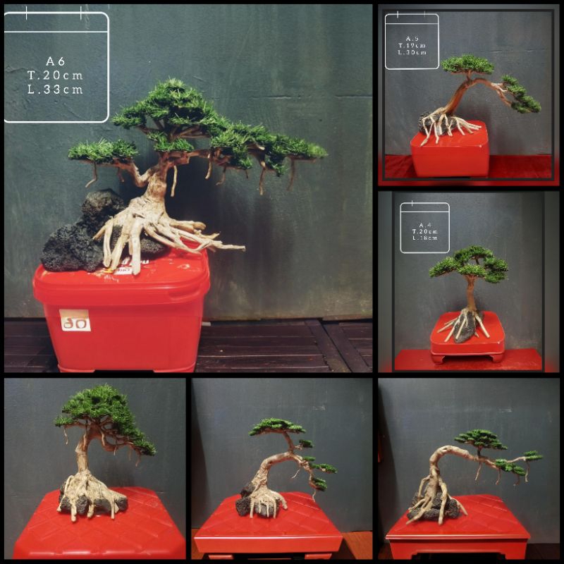 bonsai for aquarium fake moss|pokok senduduk|kayu senggani|aquascape ...