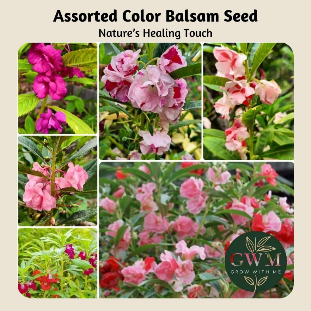 GWM-Assorted Balsam Seed/Impatiens Balsamina/Biji Benih Pokok Bunga ...
