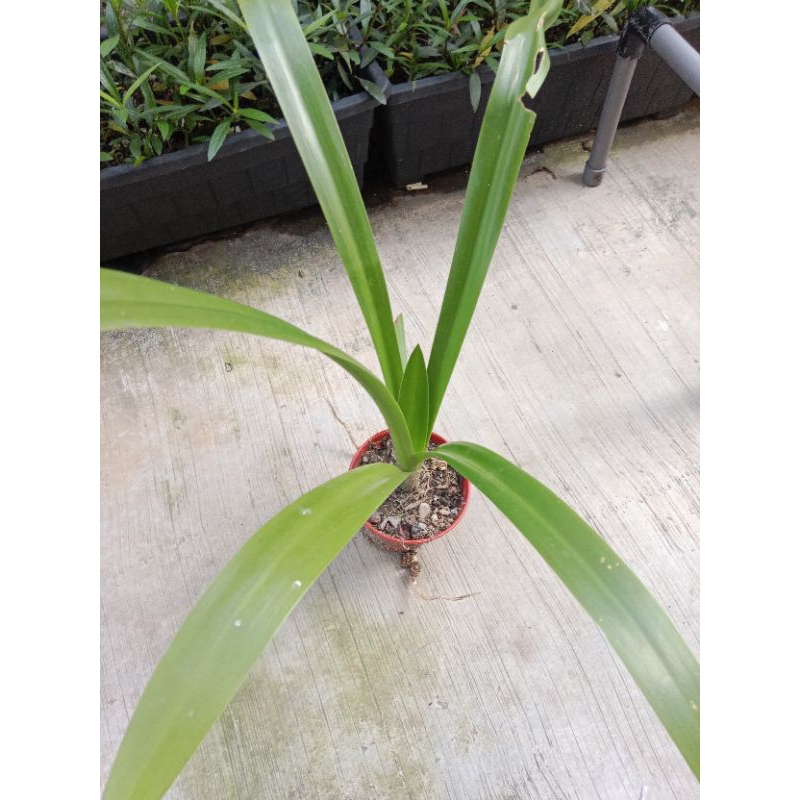 Anak Pokok Spider Lily Bunga Putih Outdoor Plant Spider lilly Plant ...