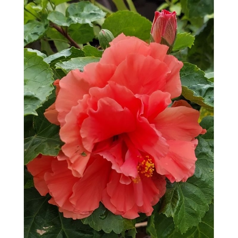 3 keratan batang bunga raya 🌺 / 3 hibiscus cuttings | Shopee Malaysia