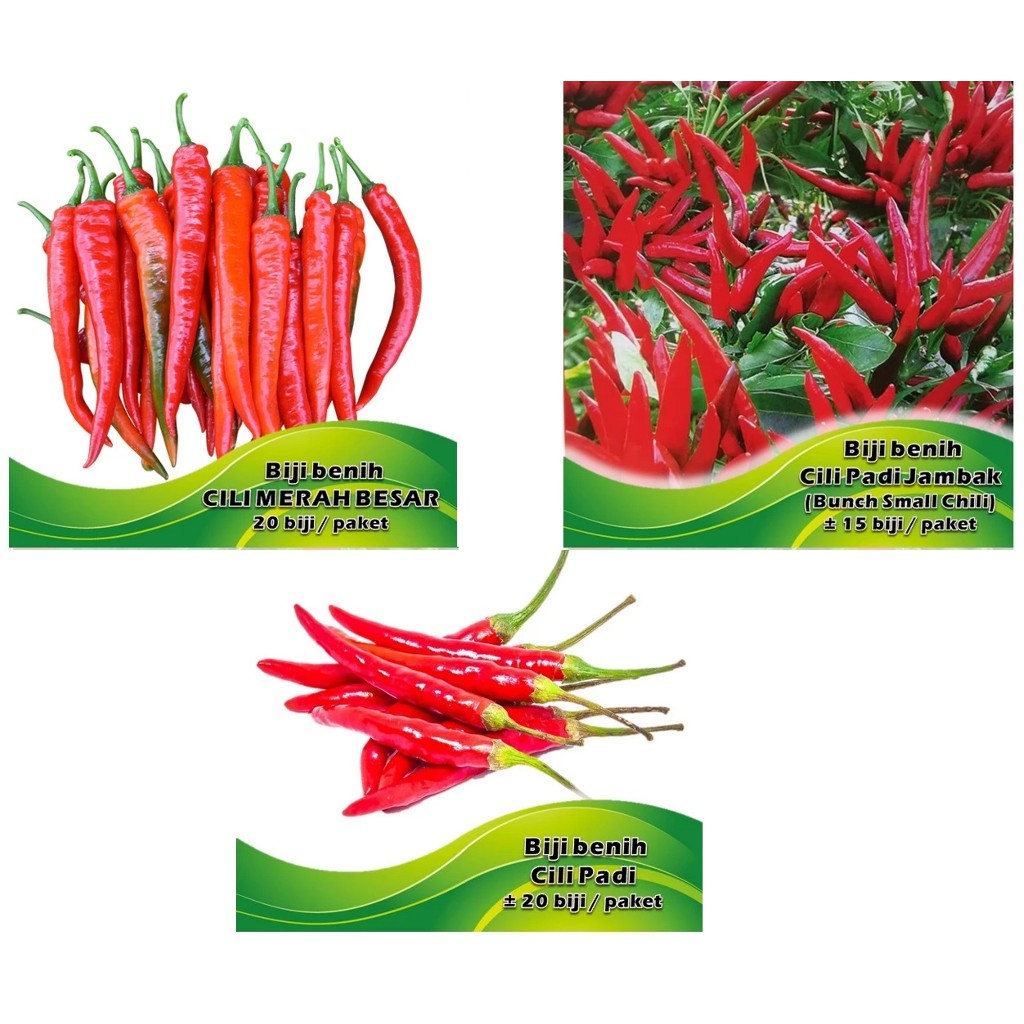 Pelbagai biji benih CILI PADI LADA seeds chilies seed lada cili kampung ...