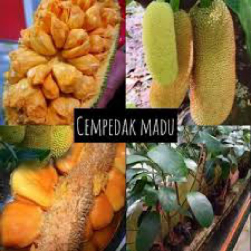 Pokok Cempedak Madu CH28 Hybrid | Shopee Malaysia