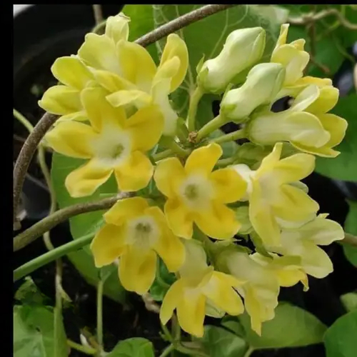 TIADA COD Anak Pokok Bunga Tongkeng Kampung dan Jumbo | Shopee Malaysia