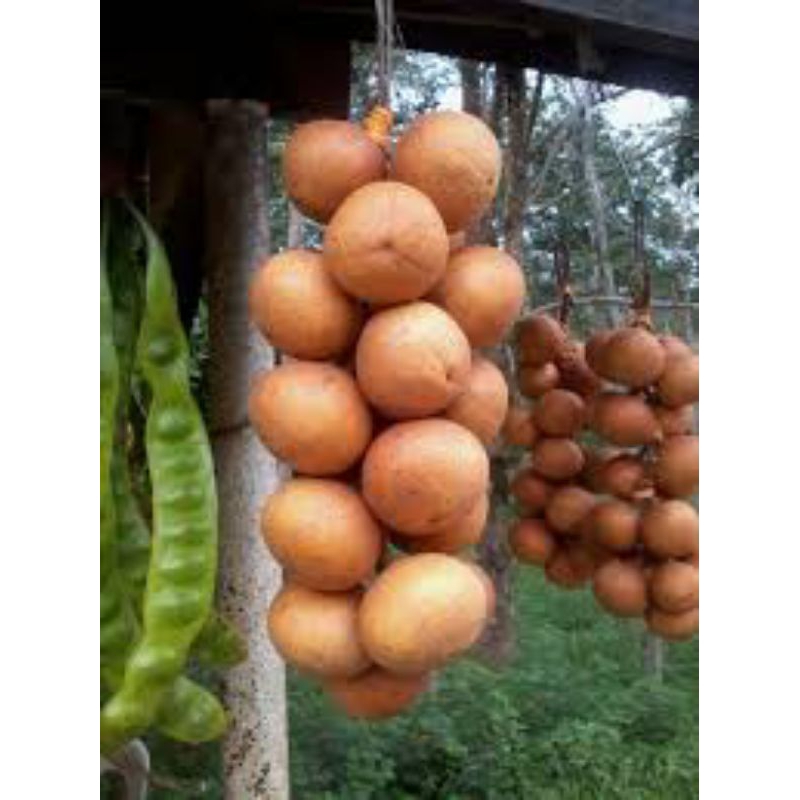 Tampoi Pokok Tampoi(Anak Pokok Kawin) | Shopee Malaysia