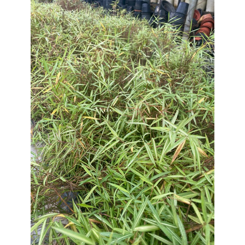 Pokok buluh jepun hijau | Shopee Malaysia