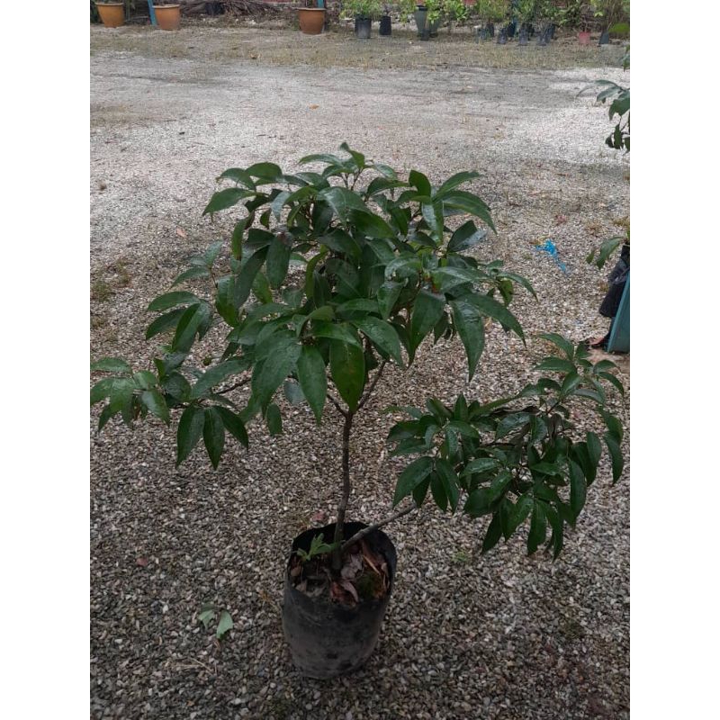 pokok laici thailand tut | Shopee Malaysia