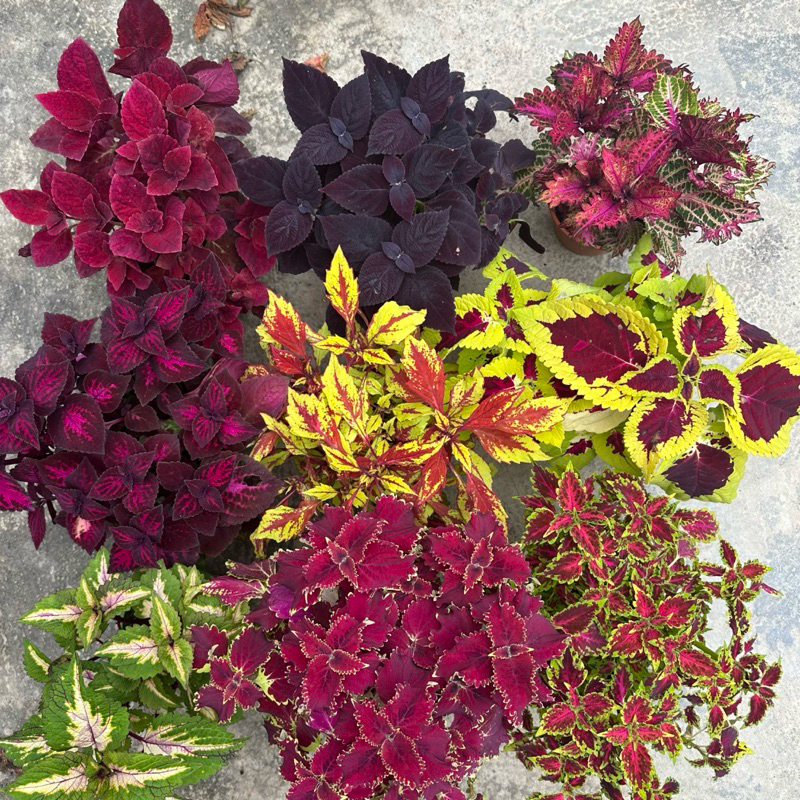 🔥OUTDOOR🔥 POKOK ATI ATI / Coleus Tree / Hati Hati / Painted Nettle ...