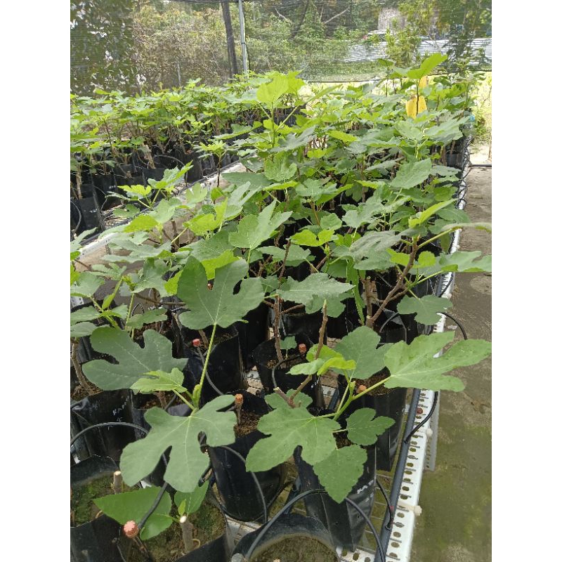ANAK POKOK TIN/FIG TREE/POKOK TIN | Shopee Malaysia